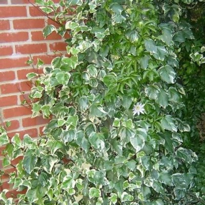 vendita online siepe Rincospermum Edra