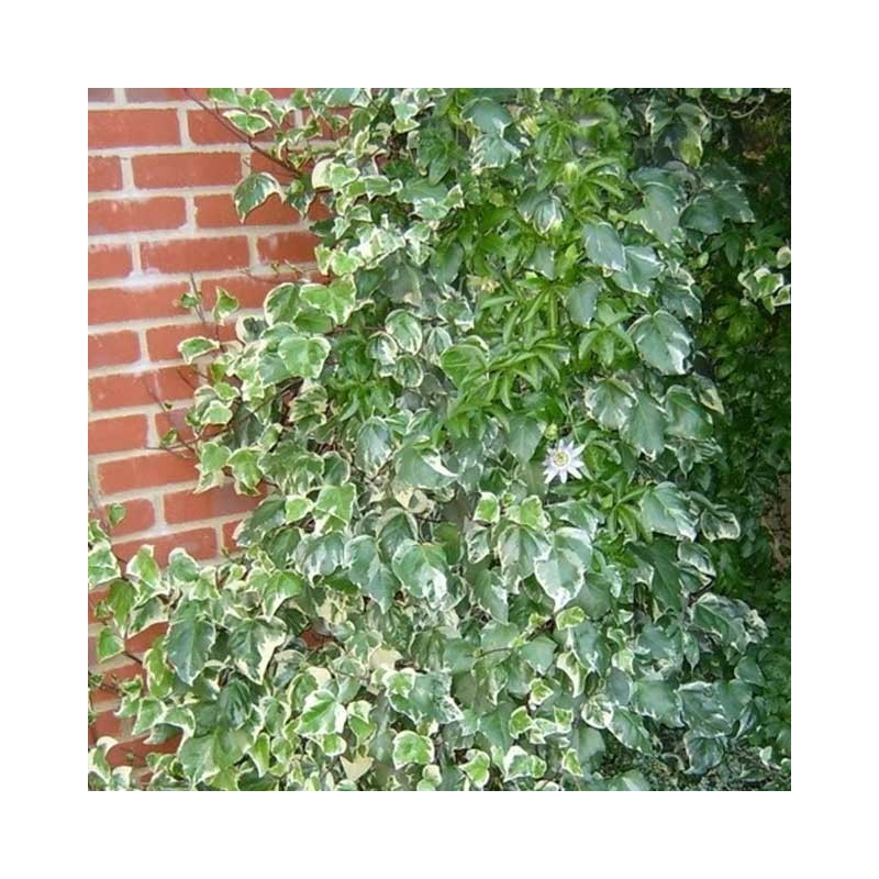 vendita online siepe Rincospermum Edra