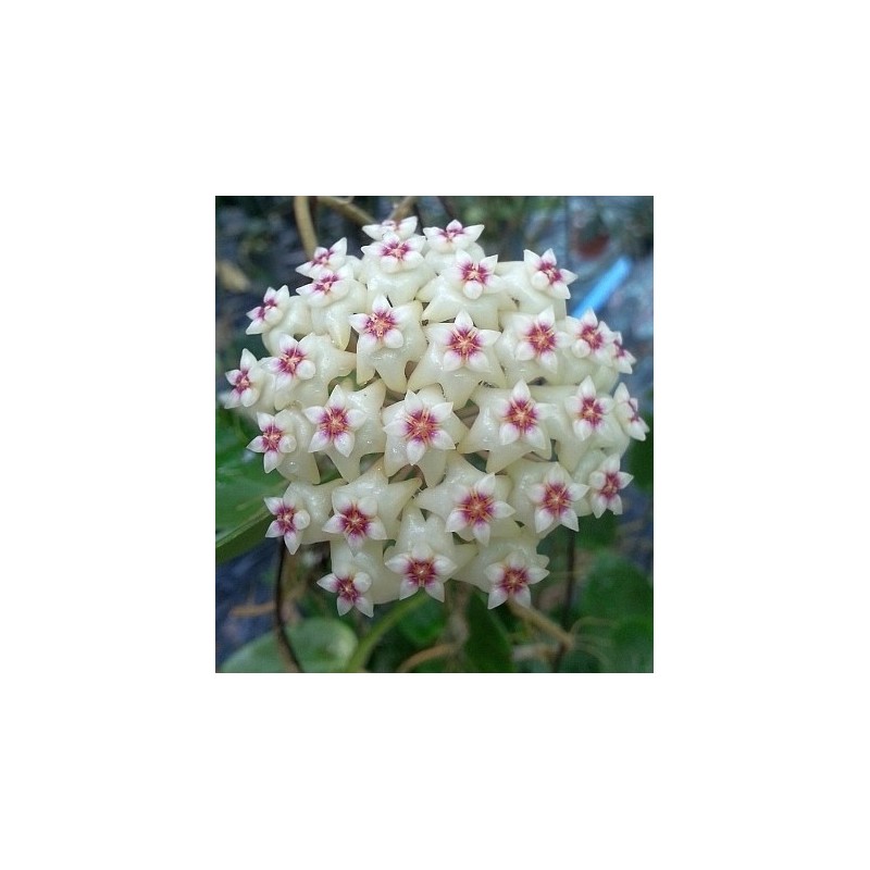 Vendita Online Hoya Aida Spotted Leaves