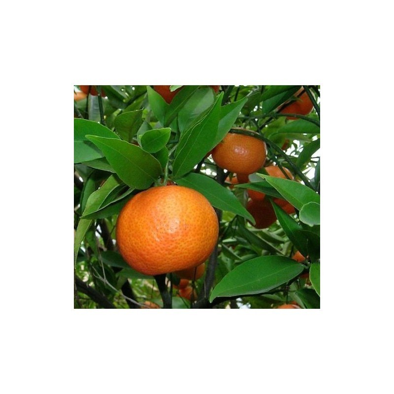 Mandarino Clementino