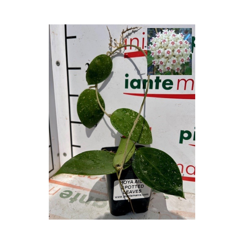 Vendita Online Hoya Aida Spotted Leaves