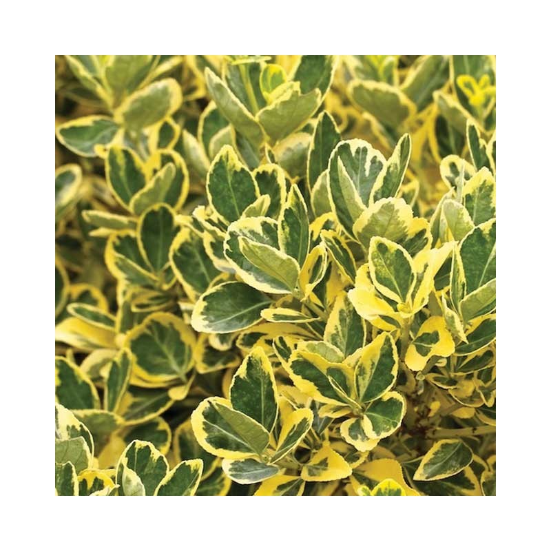 vendita online evonymus-variegato