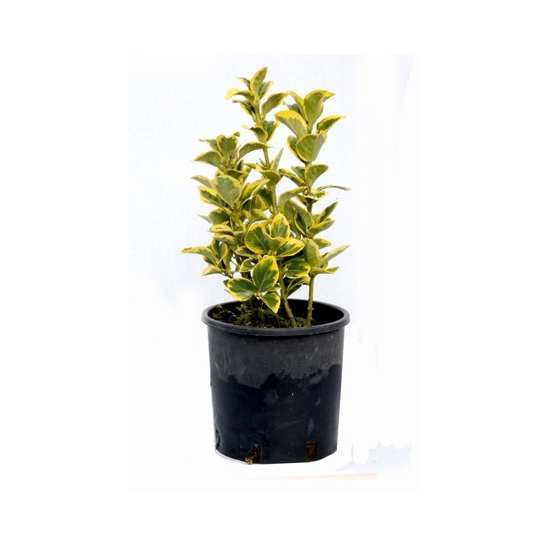 vendita online evonymus-variegato